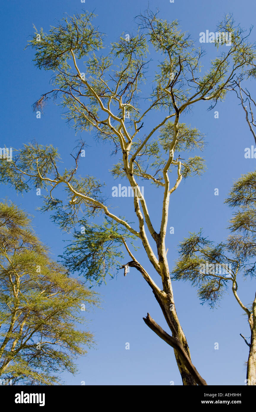 Tree against blue sky Stock Photo - Alamy