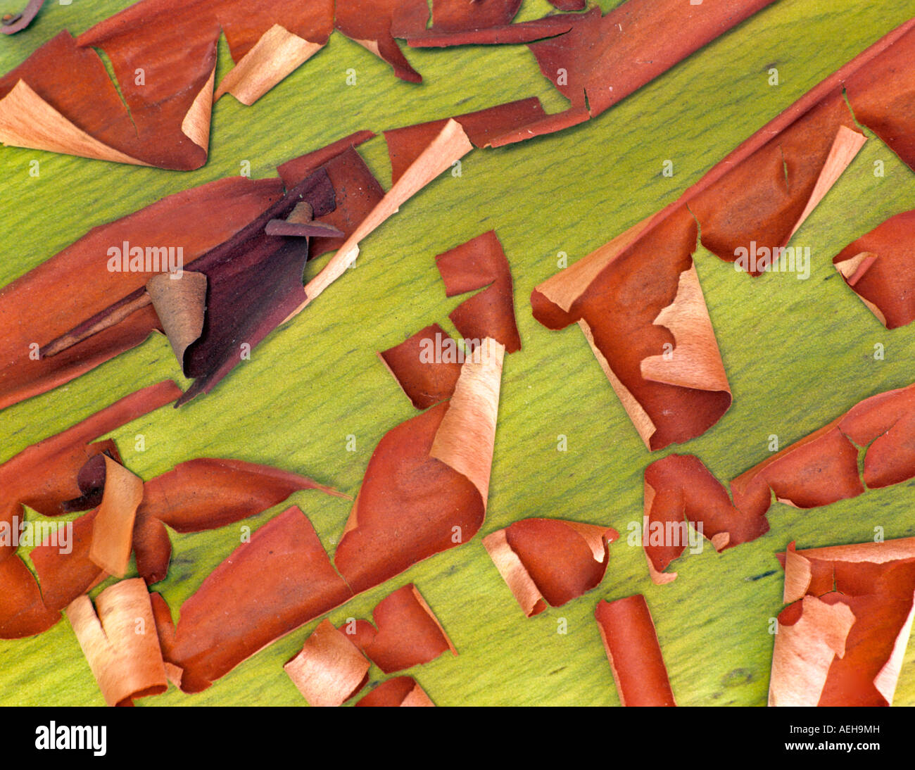Madrone tree hi-res stock photography and images - Alamy