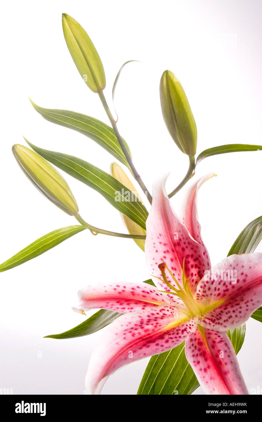 Pink and white lily, with leaves and unopened buds, on a white ...