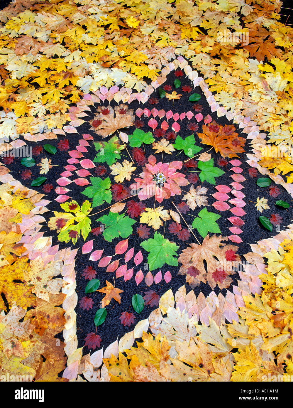 Fall leaf art design in parking lot on Quartzville Creek Oregon Stock ...