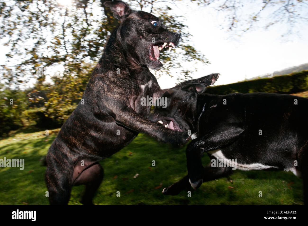 Dogfighting hi-res stock photography and images - Alamy