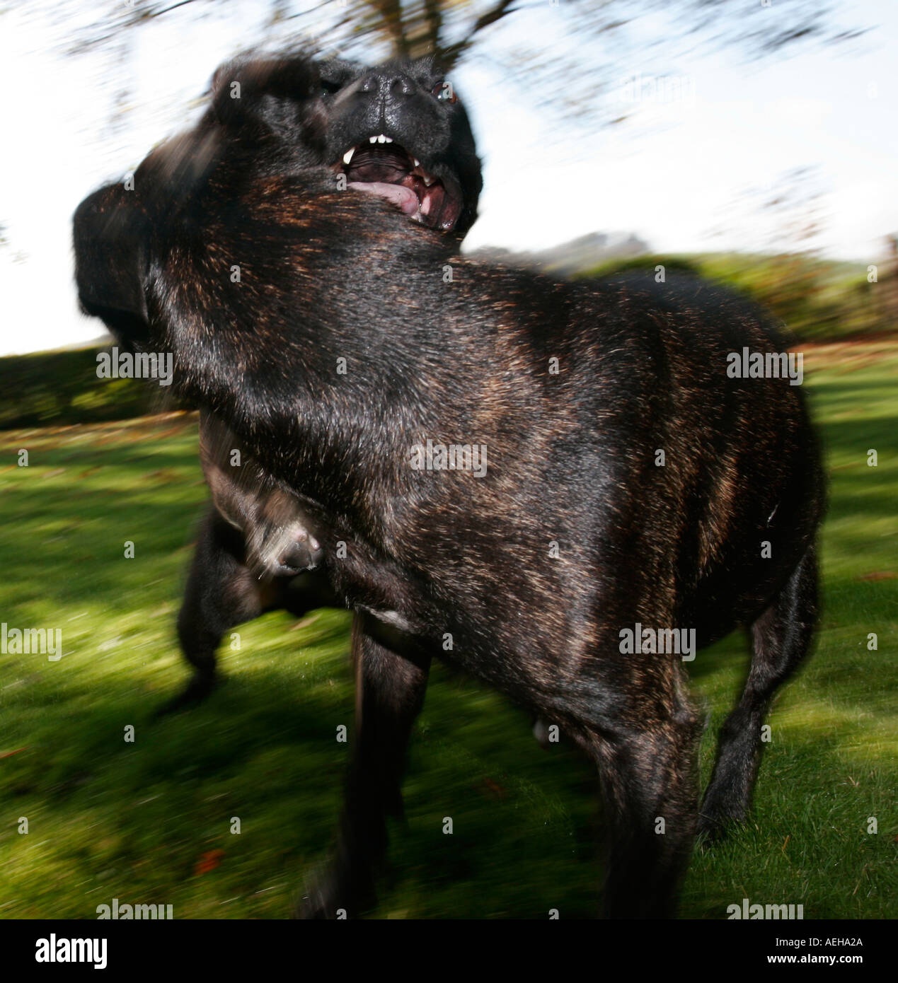 Staffordshire Bull Terriers Fighting Stock Photo - Alamy