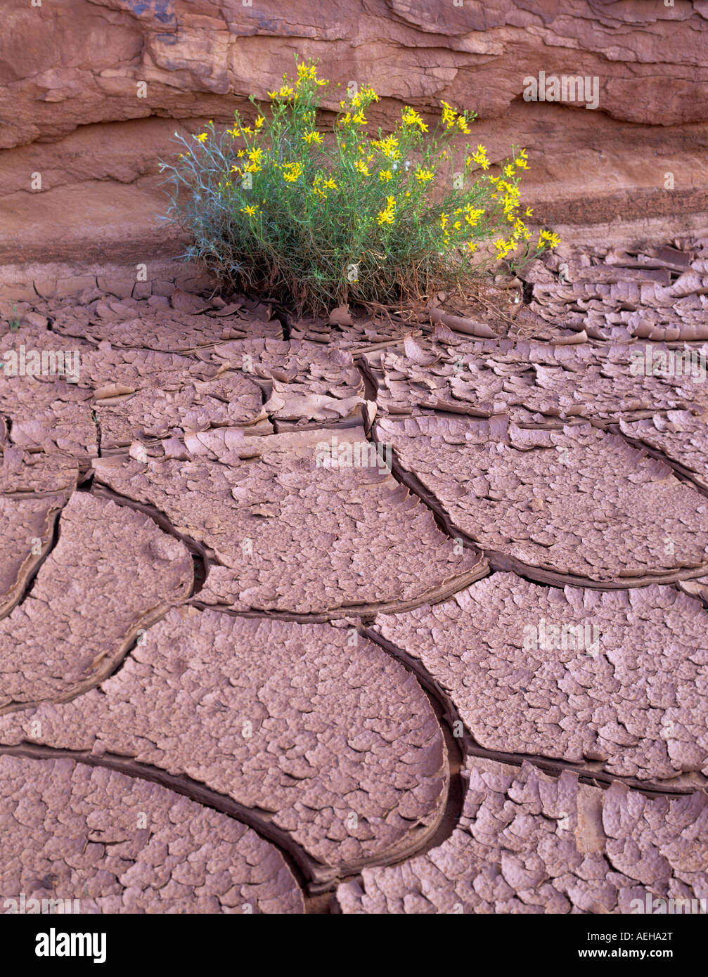 Wild desert flowers monument valley hi-res stock photography and images ...