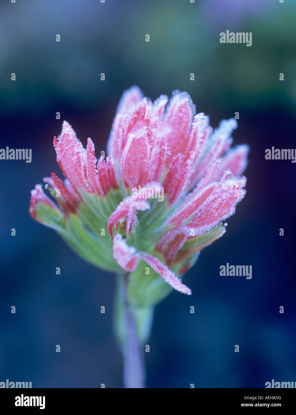 Indian Paintbrush with frost Three Sisters Wilderness Oregon Stock ...