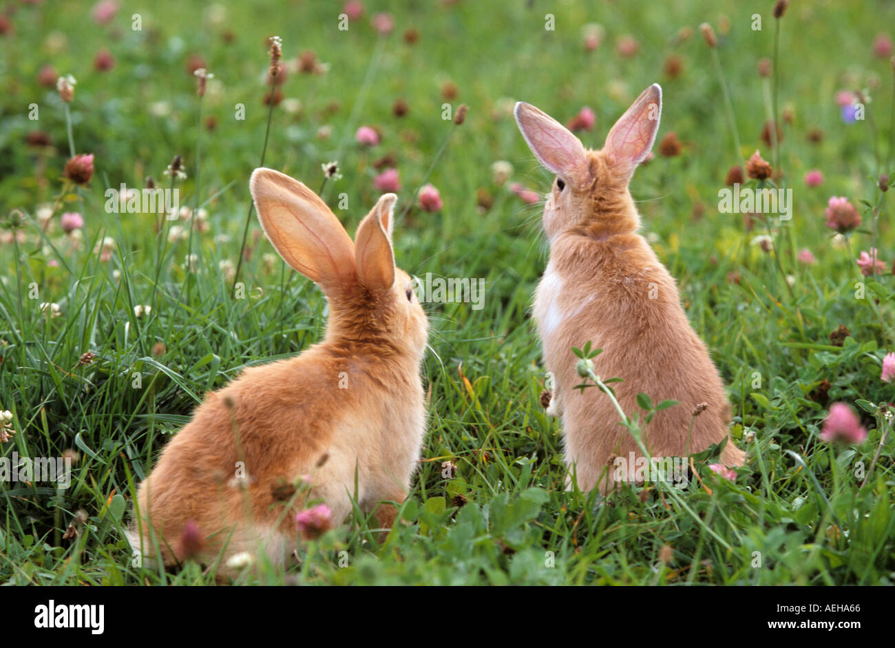 two rabbits on meadow - from behind Stock Photo - Alamy