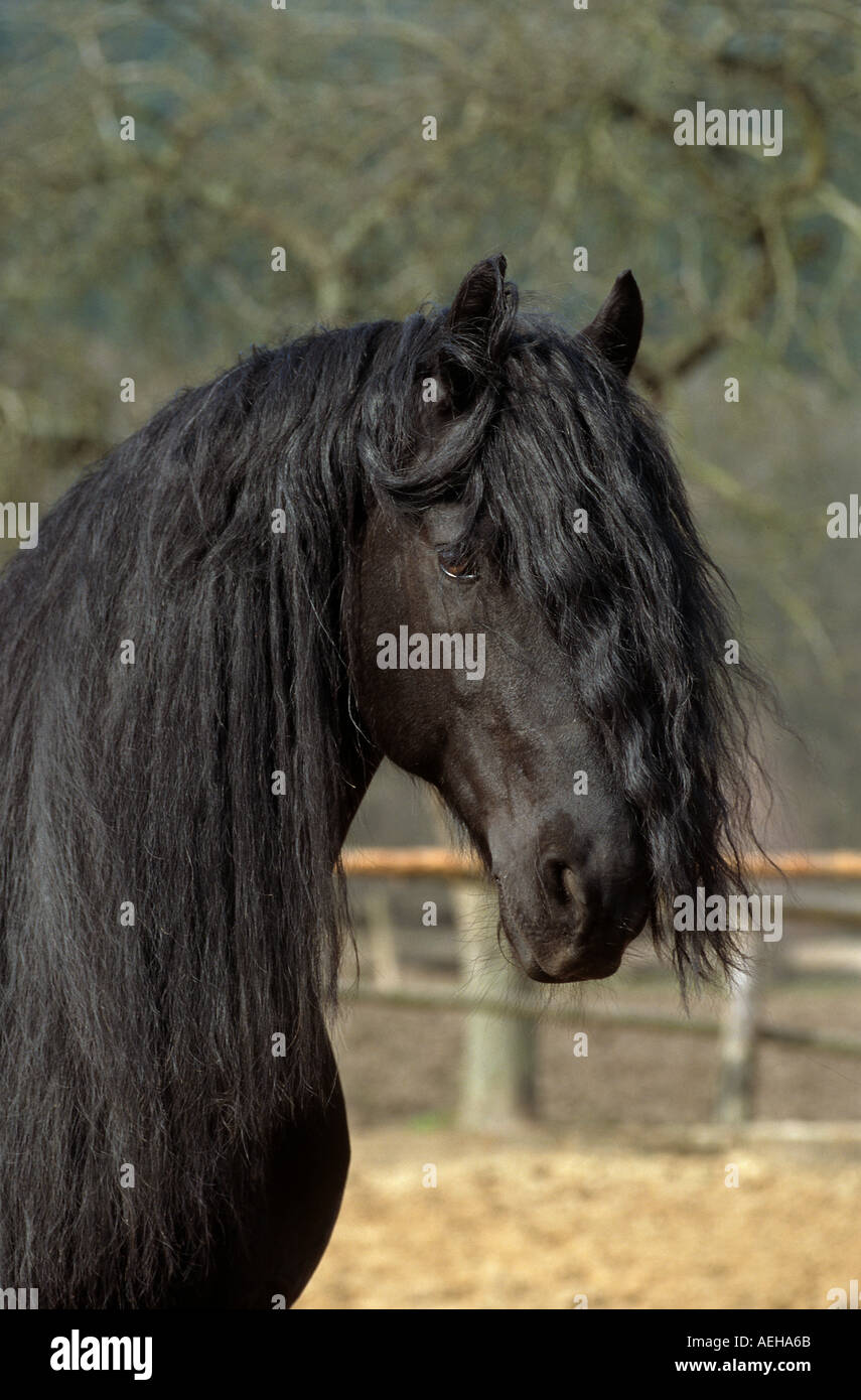 Friesian horse - portrait Stock Photo - Alamy