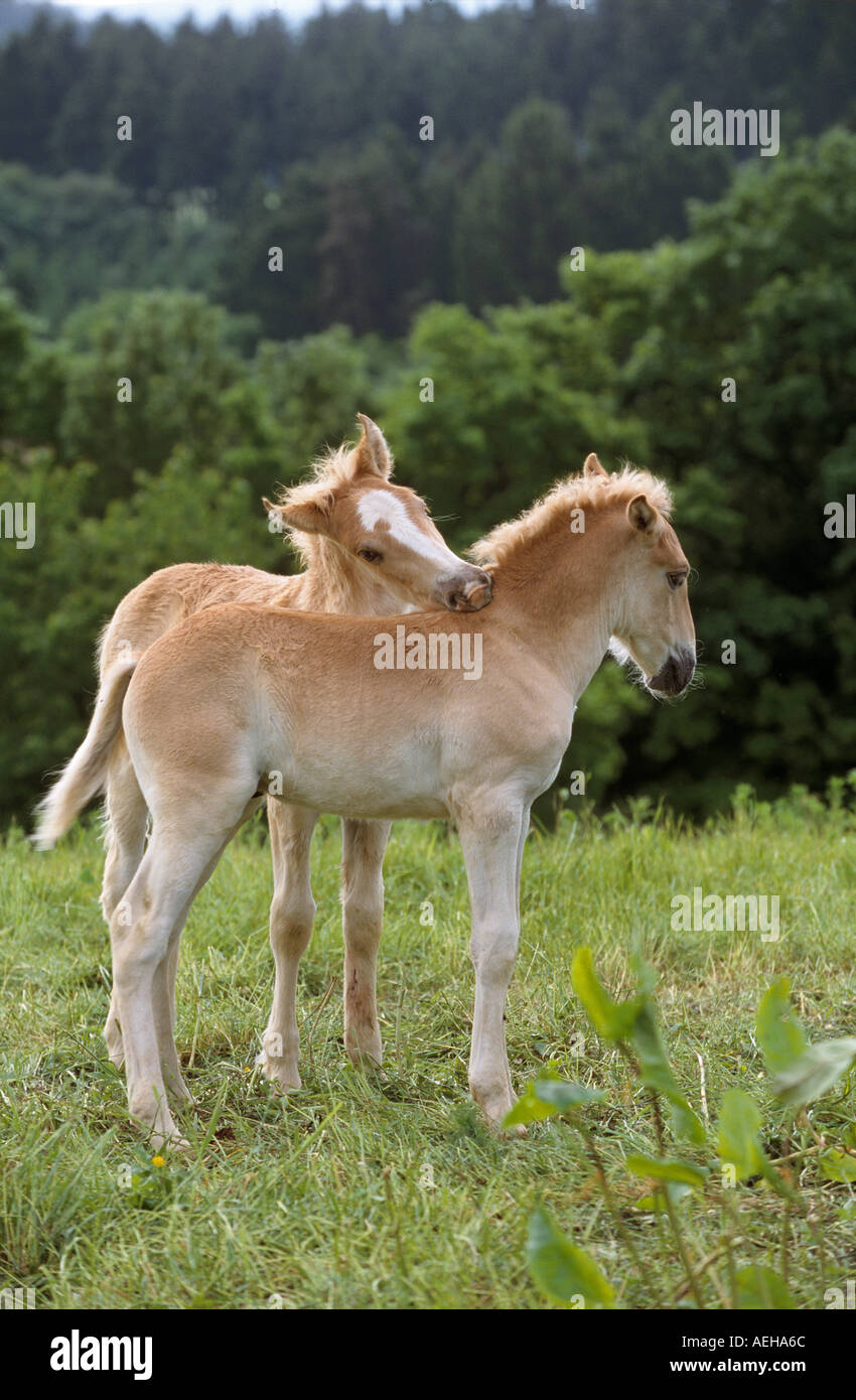 Finnish horse. Two foals smoothing on a meadow Stock Photo - Alamy