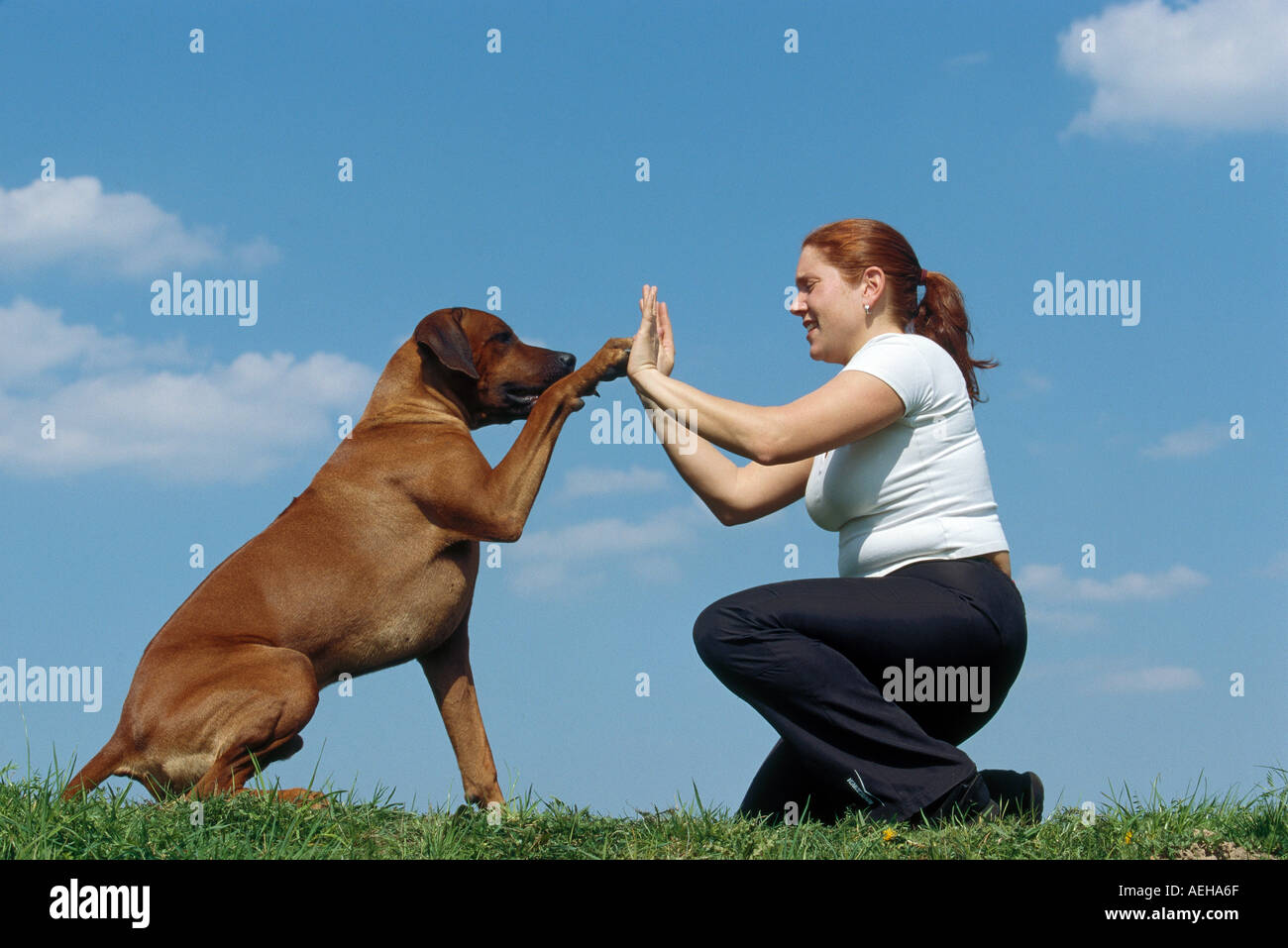 Woman rhodesian ridgeback hi-res stock photography and images - Alamy