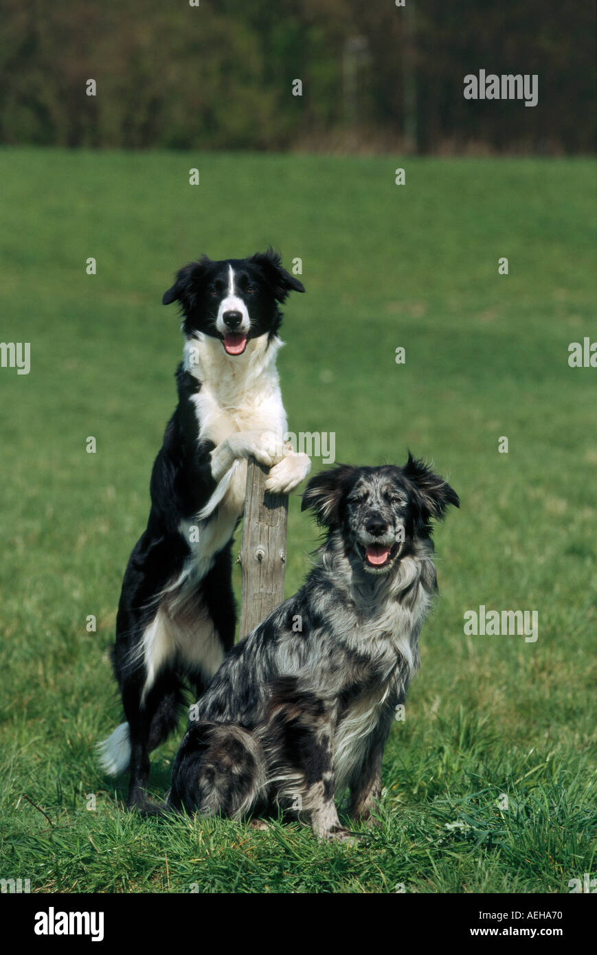 two border collie dogs on meadow Stock Photo - Alamy