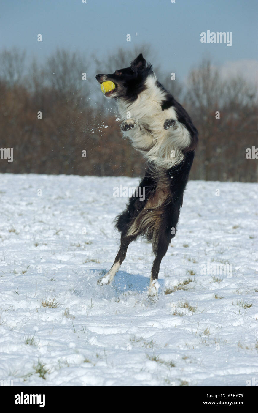 Border Collie dog - jumping Stock Photo - Alamy