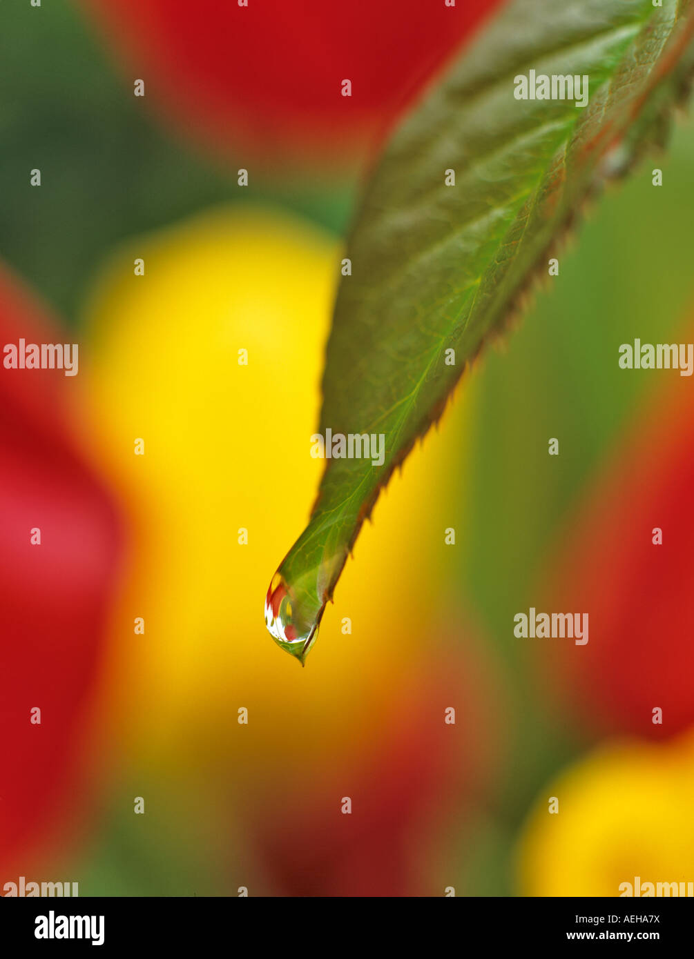 Water dripping from spring leaf with tulips in back Near Alpine Oregon ...