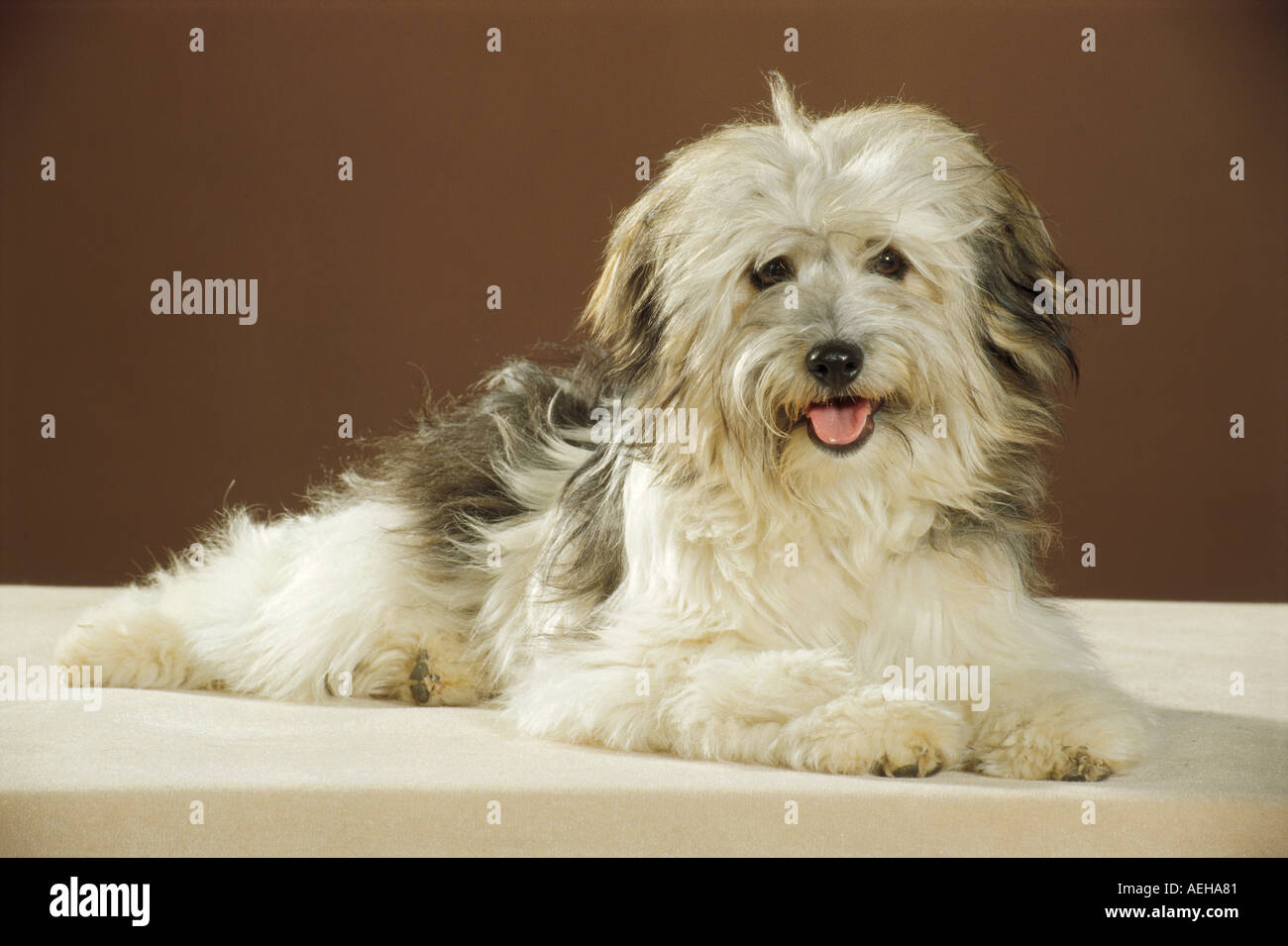 half breed dog - lying - cut out Stock Photo - Alamy