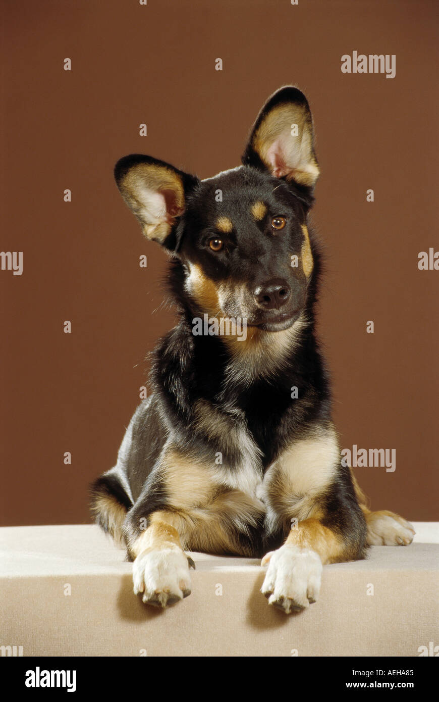 young half breed dog - lying - cut out Stock Photo - Alamy