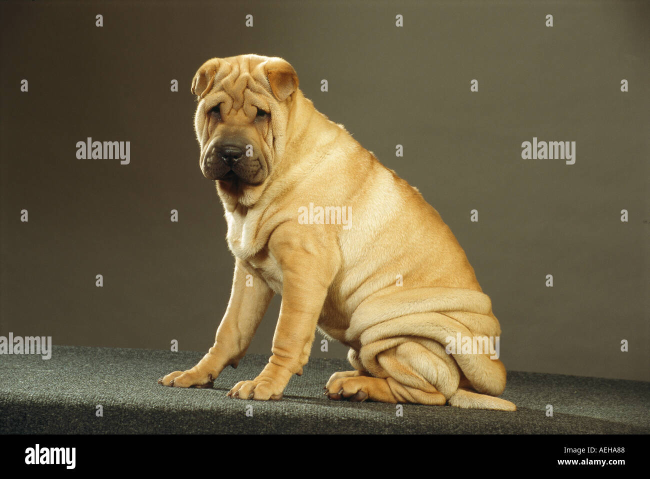 Shar Pei dog - sitting - cut out Stock Photo - Alamy