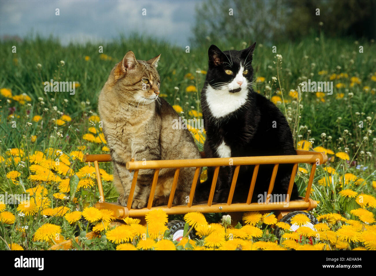 two domestic cats on hay cart Stock Photo - Alamy