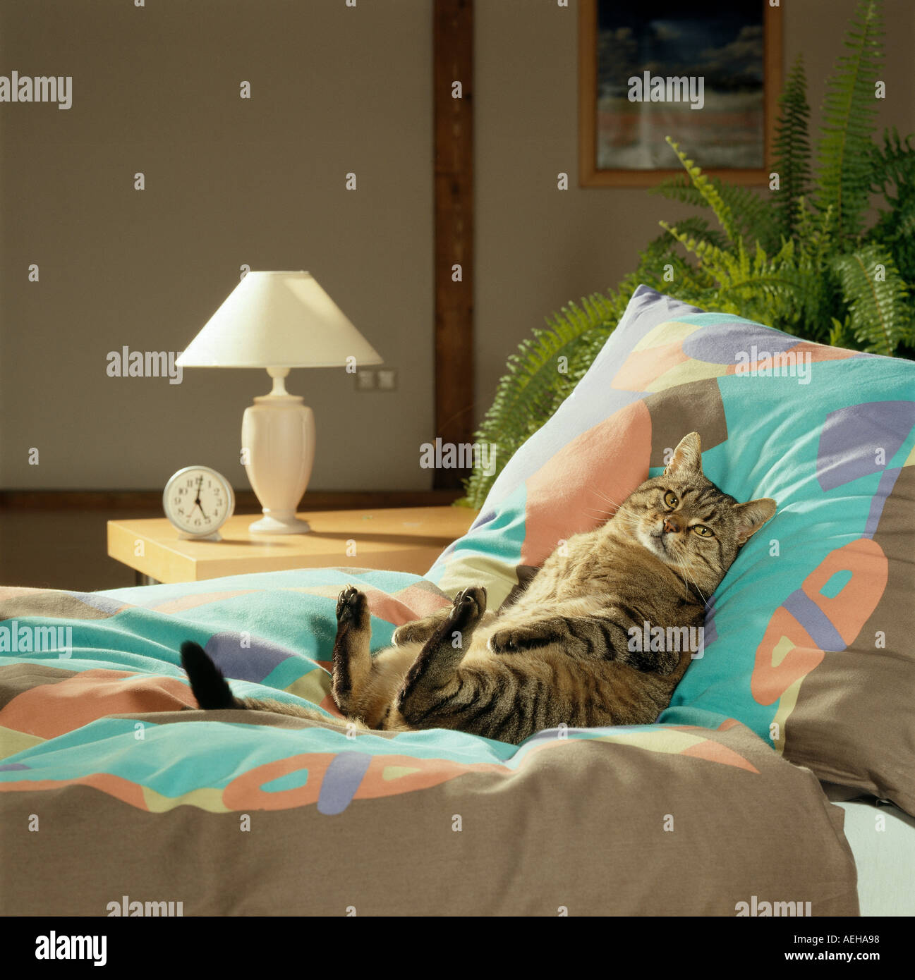 domestic cat in bed Stock Photo - Alamy