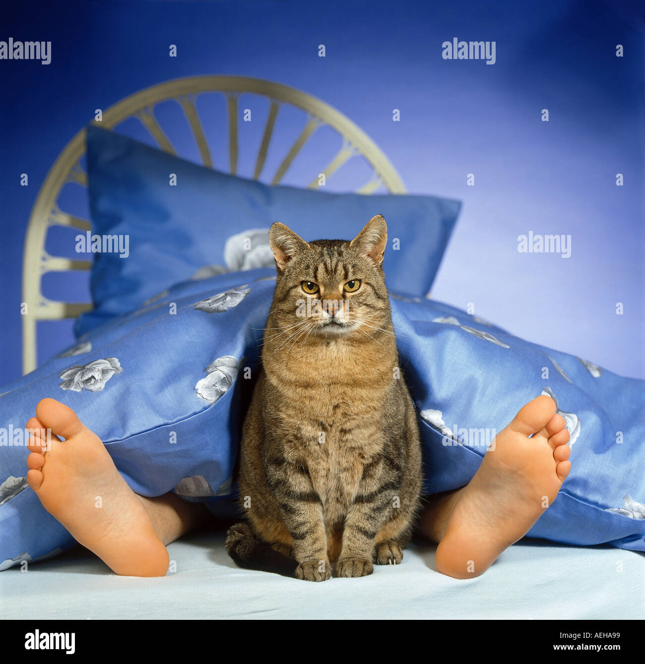 domestic cat in bed between feet Stock Photo - Alamy