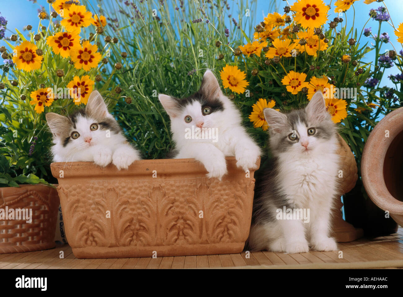 Norwegian Forest cat - four kittens in front of flowers Stock Photo - Alamy