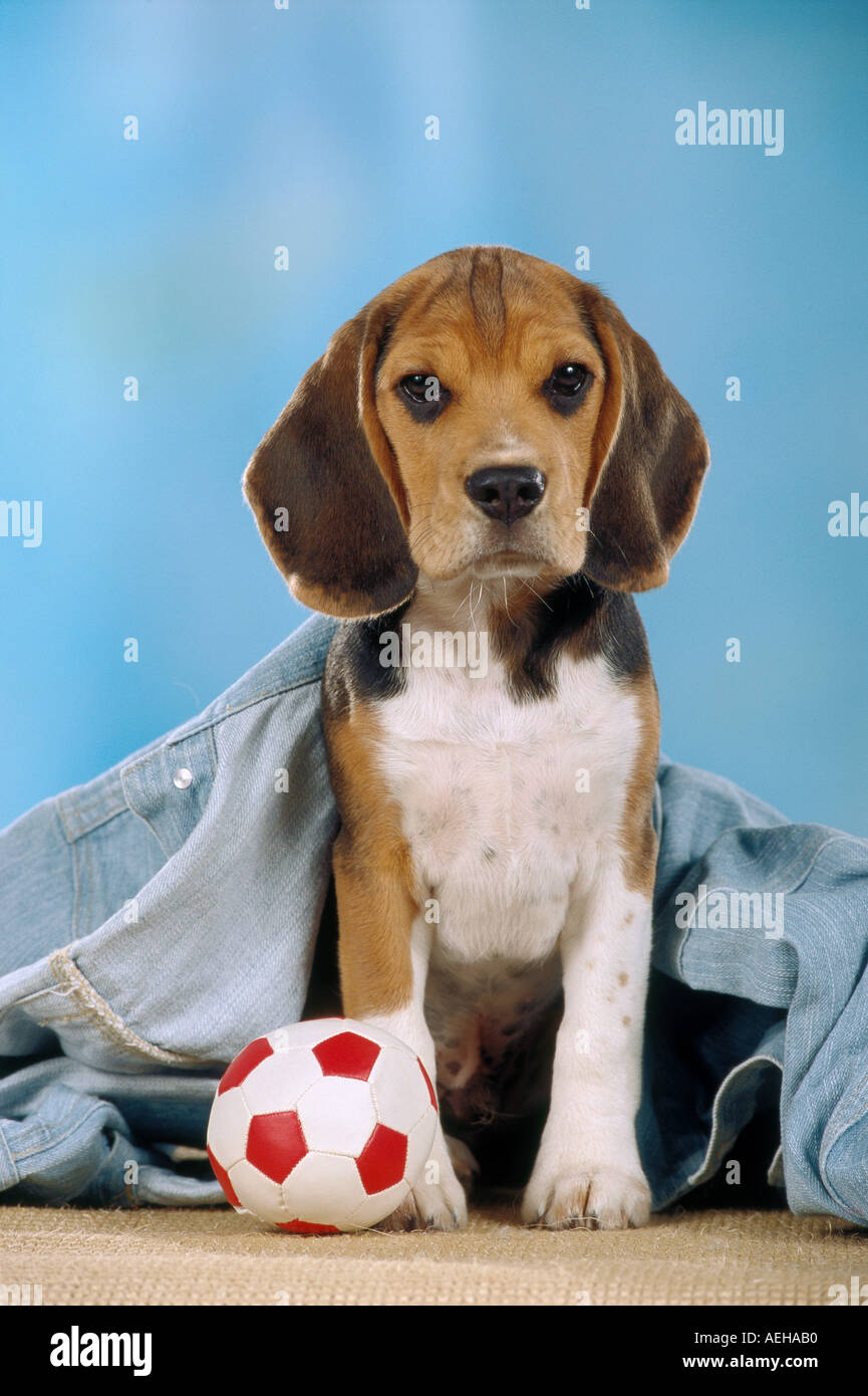 Beagle dog - puppy with ball Stock Photo - Alamy