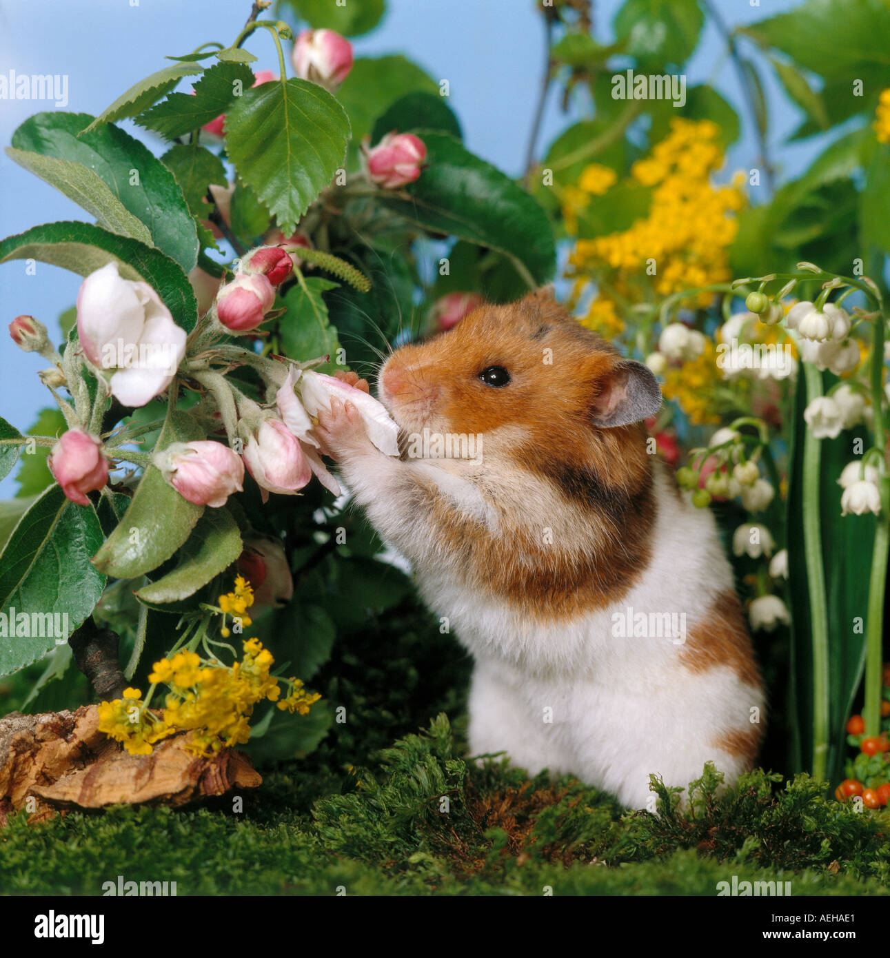 Hamsters With Flowers