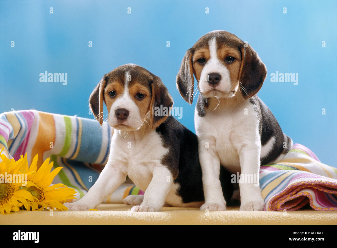 two beagle dog puppies Stock Photo - Alamy