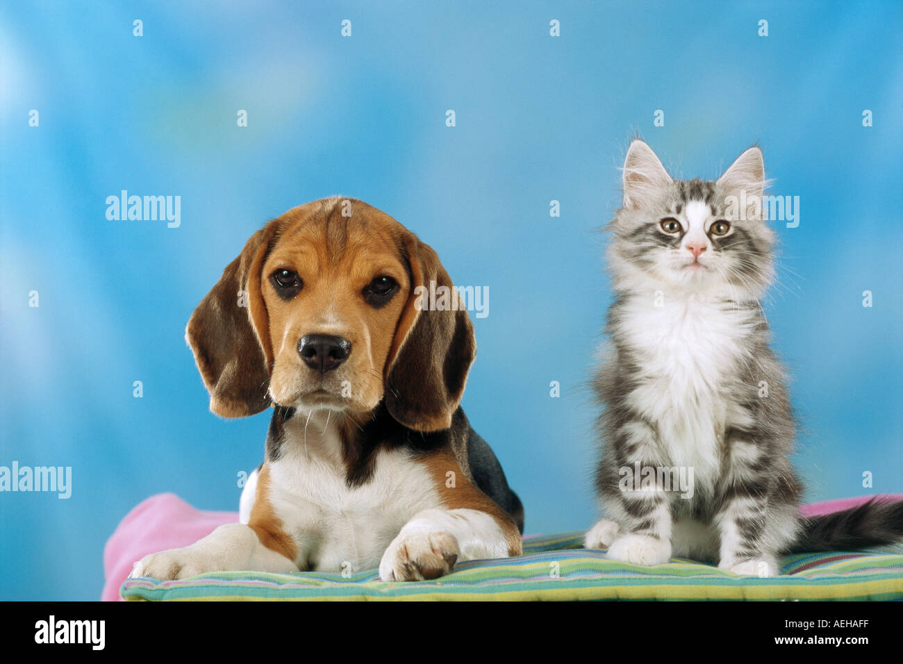 Beagle puppy and cat hi-res stock photography and images - Alamy
