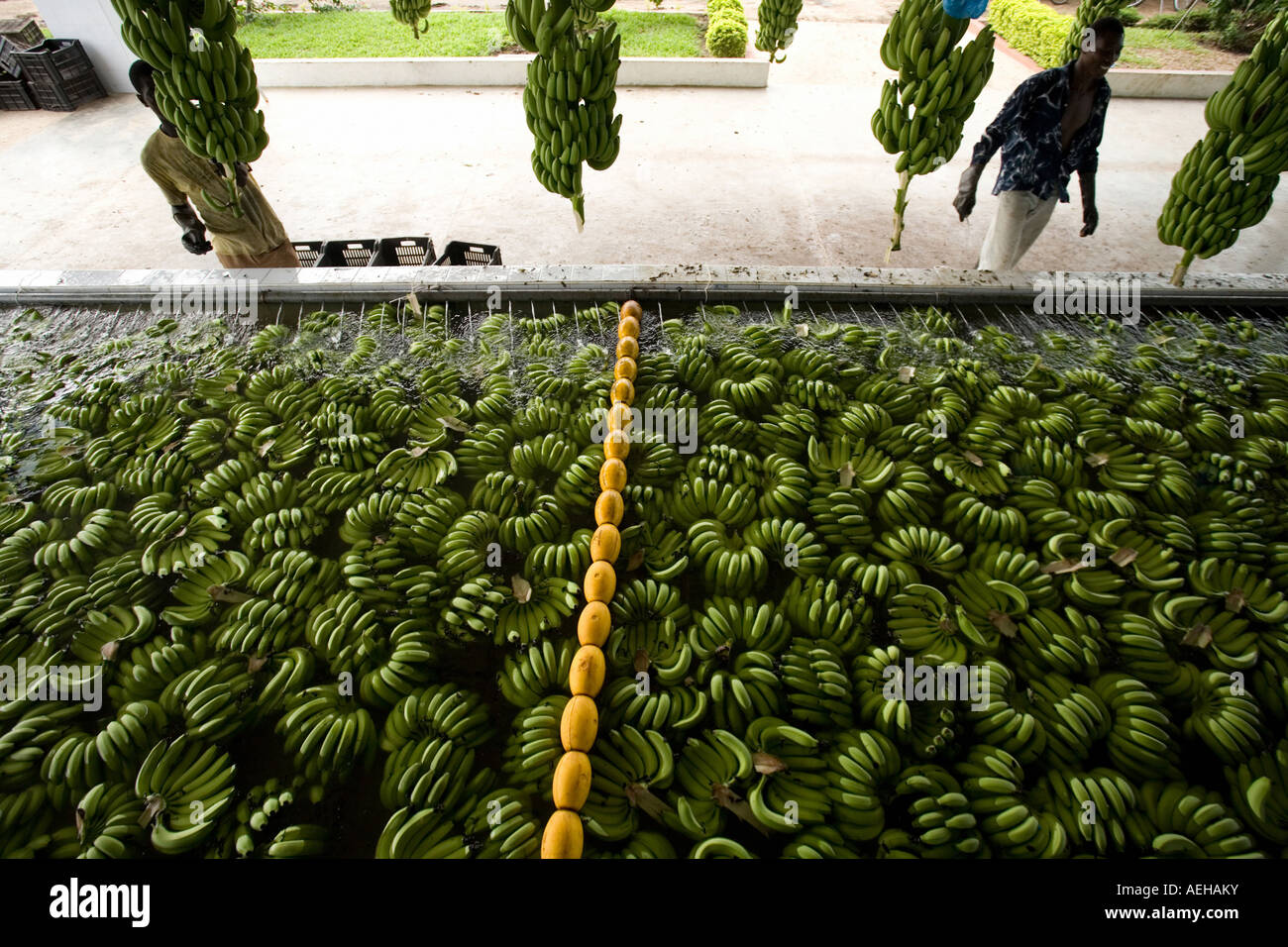 Washing Bananas High Resolution Stock Photography and Images - Alamy