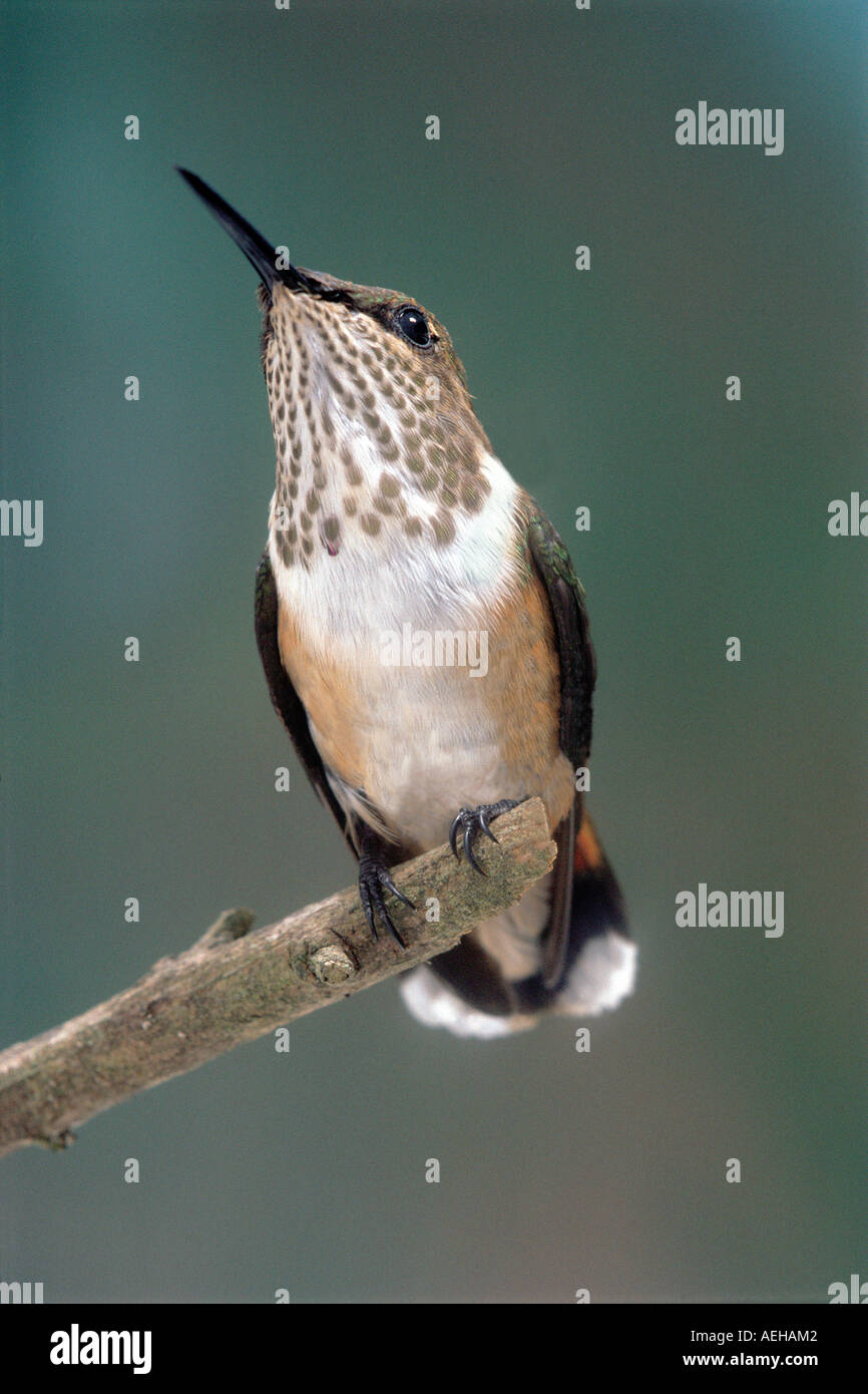 Bumblebee Hummingbird Atthis heloisa Oaxaca City Oaxaca Mexico December ...