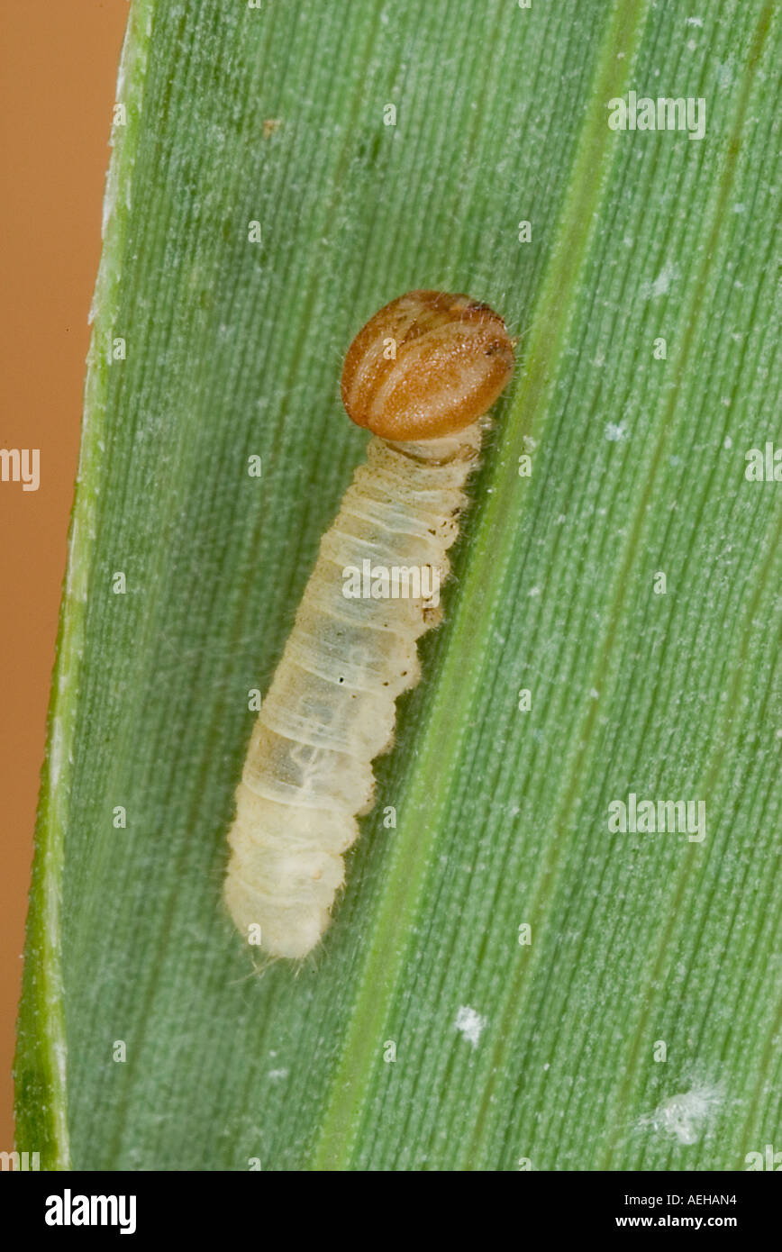Byssus High Resolution Stock Photography and Images - Alamy