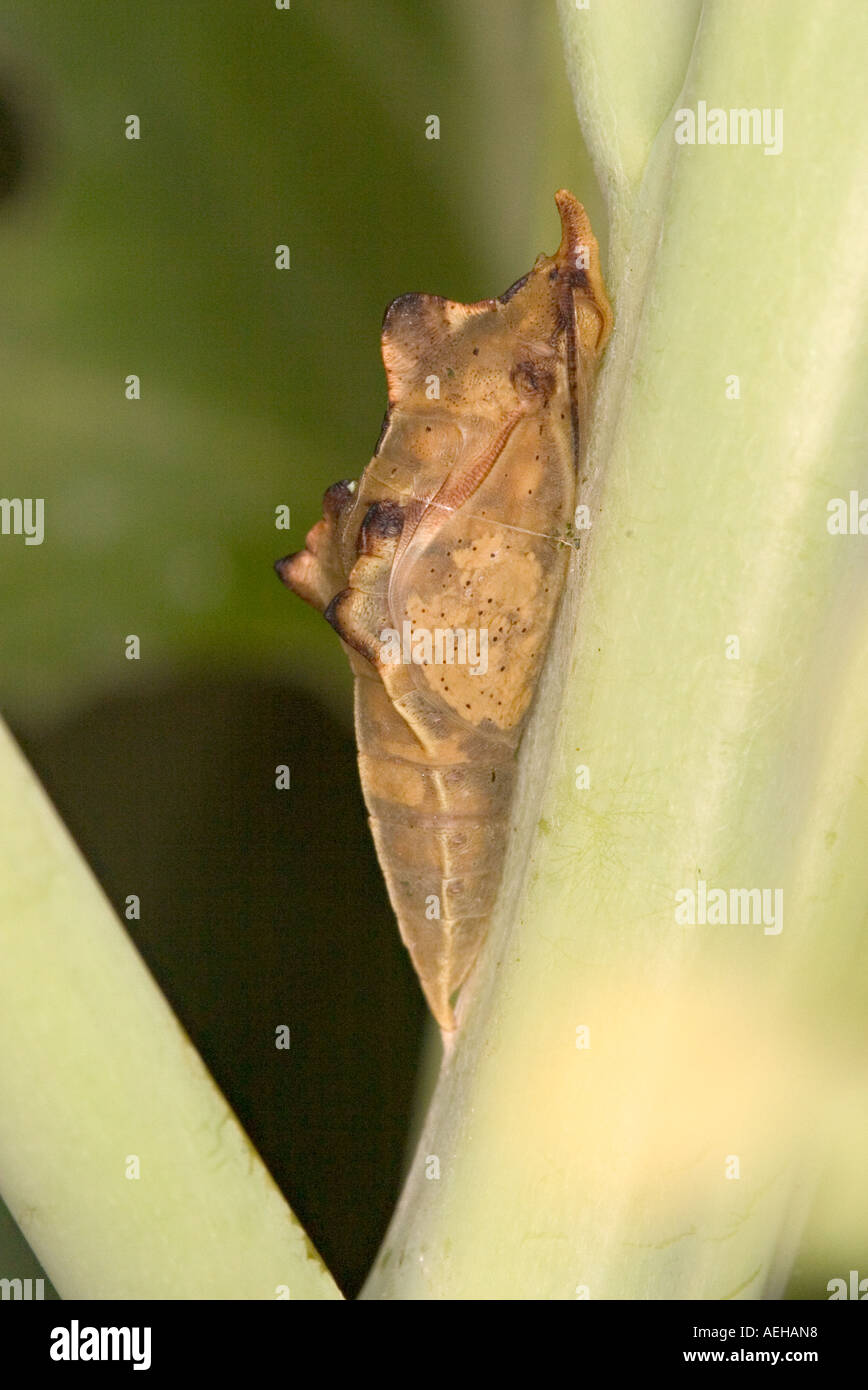 Cabbage White Chrysalis Stock Photo - Alamy