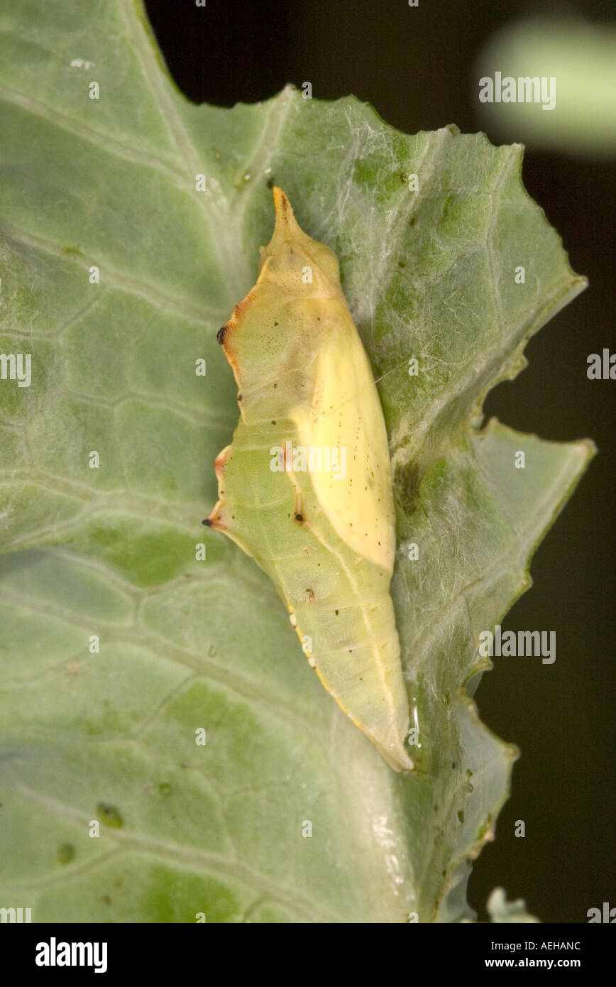 Cabbage White Chrysalis Stock Photo - Alamy