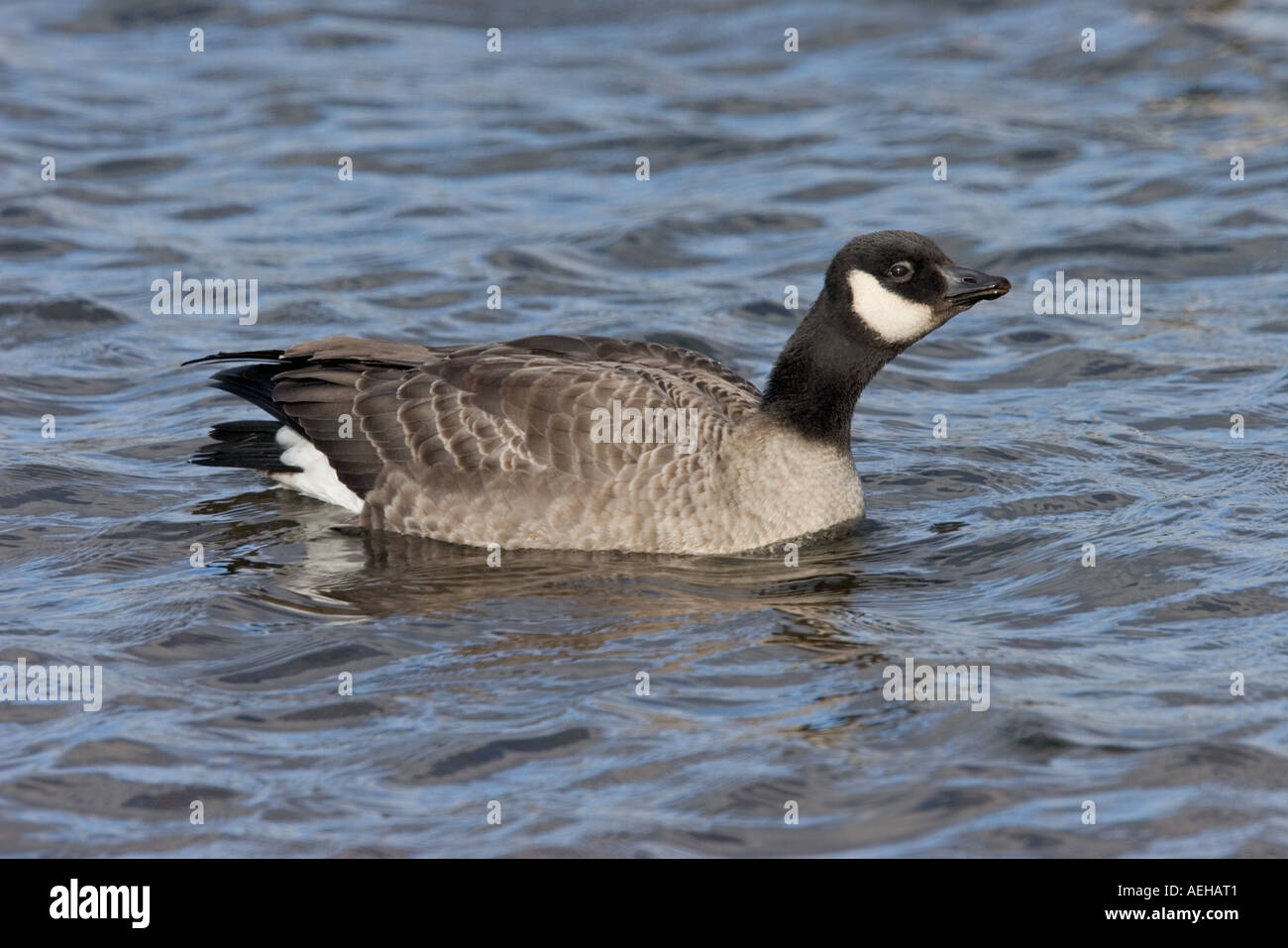 Goose species hi-res stock photography and images - Alamy