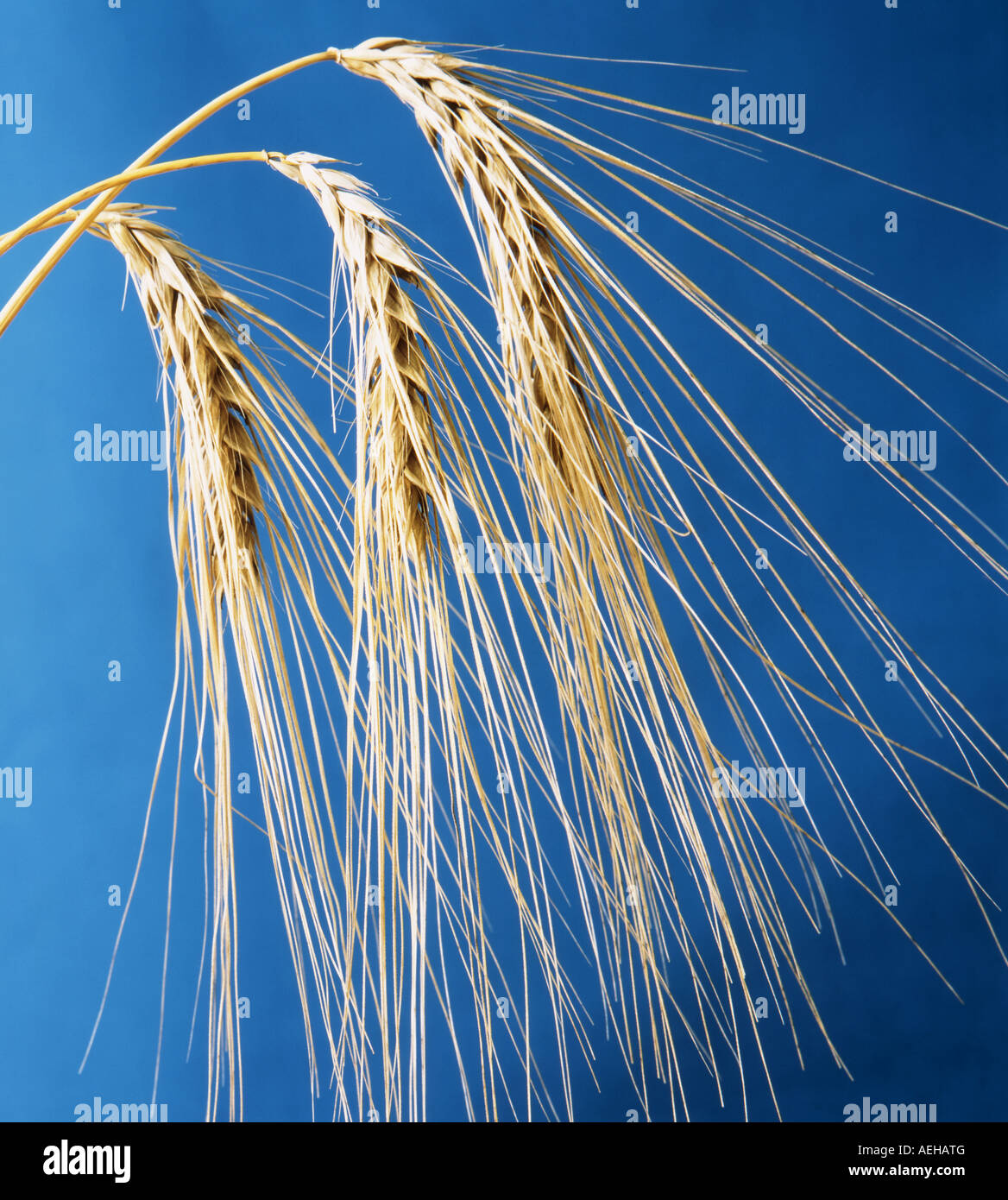 Corn spike hi-res stock photography and images - Alamy