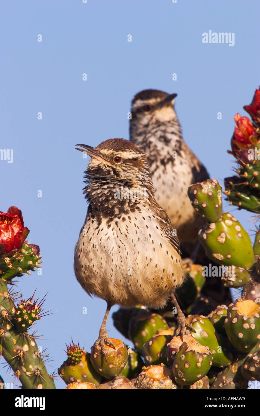 Wren bird flowers hi-res stock photography and images - Alamy