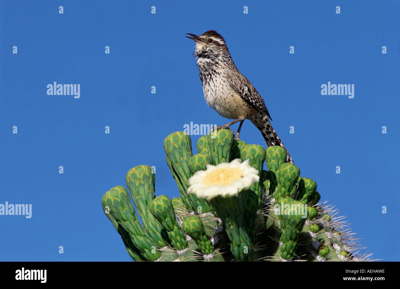 Wren flower hi-res stock photography and images - Alamy