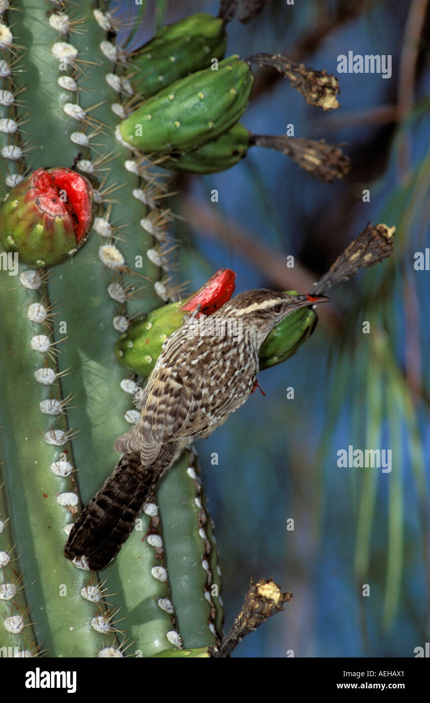 Cactus fruit bird hi-res stock photography and images - Alamy