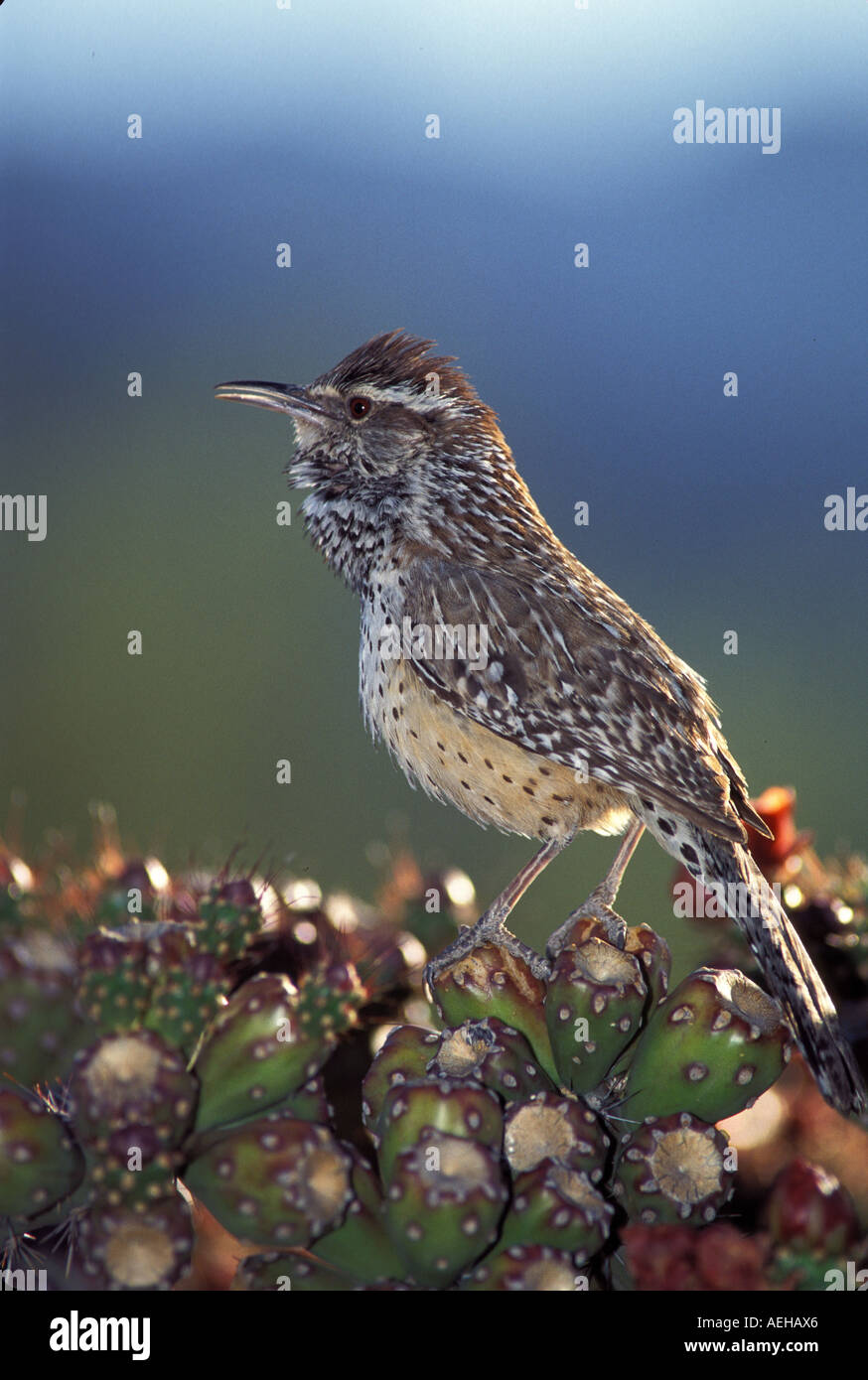 Wren flower hi-res stock photography and images - Alamy