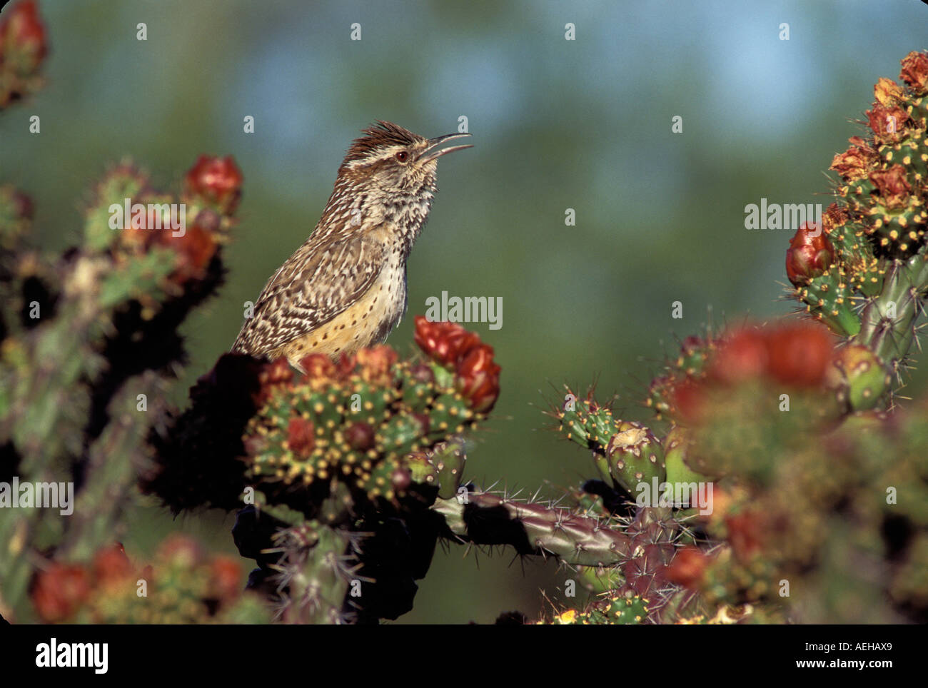 Wren flower hi-res stock photography and images - Alamy