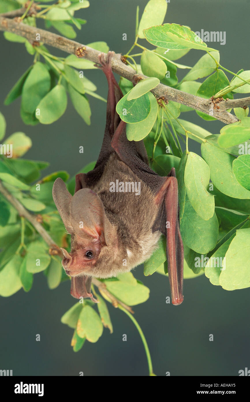 California Leaf nosed Bat Macrotus californicus Alamos Sonora MEXICO ...