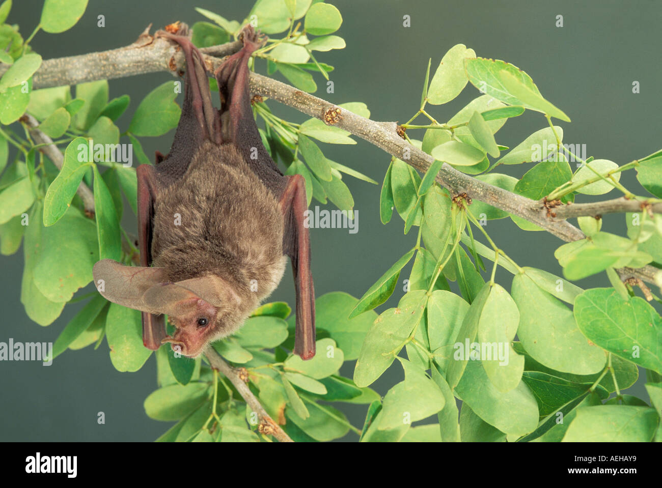 California Leaf-nosed Bat Macrotus californicus Alamos Sonora MEXICO ...