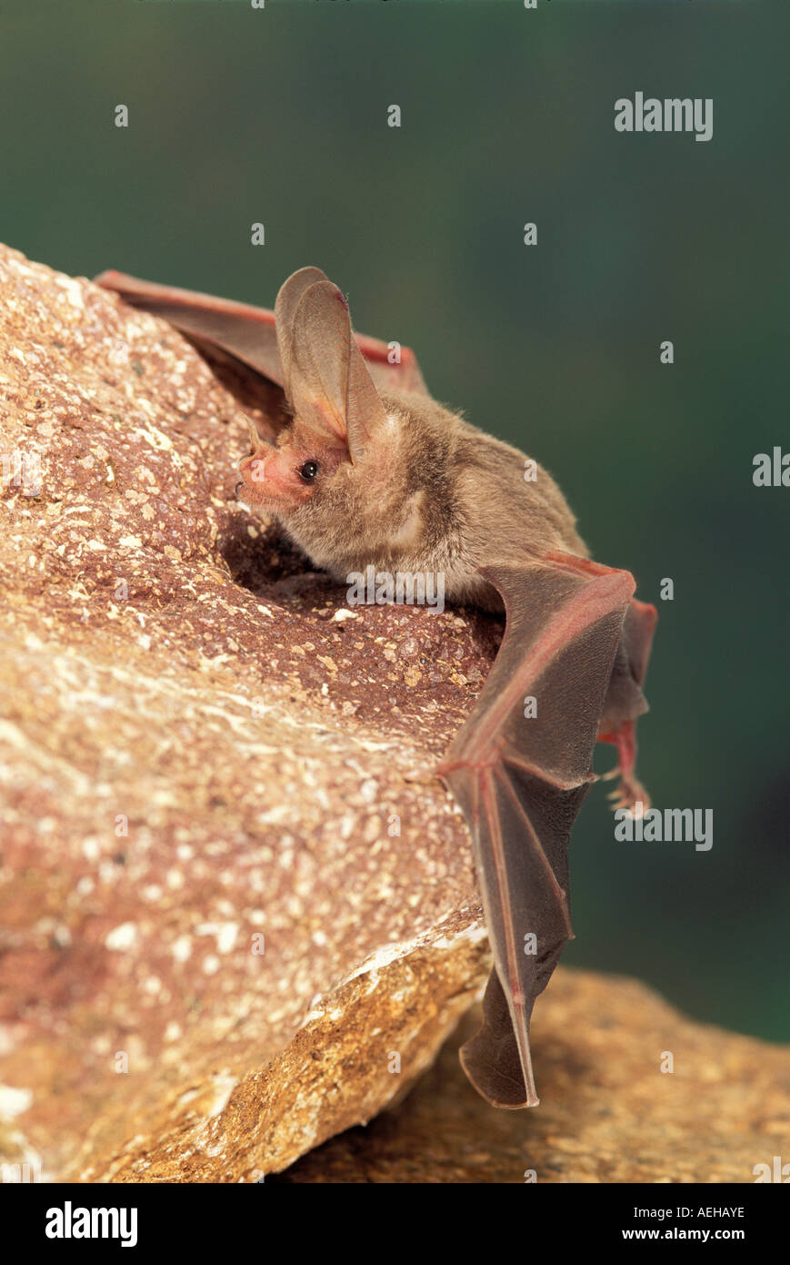 California Leaf-nosed Bat Macrotus californicus Alamos Sonora MEXICO ...