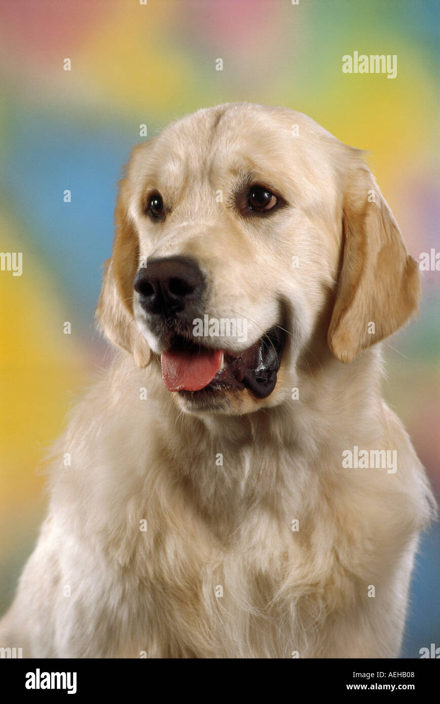 Golden Retriever dog - portrait Stock Photo - Alamy