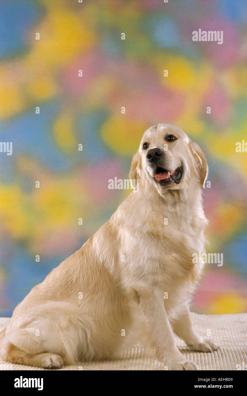 Fat dogs hi-res stock photography and images - Alamy