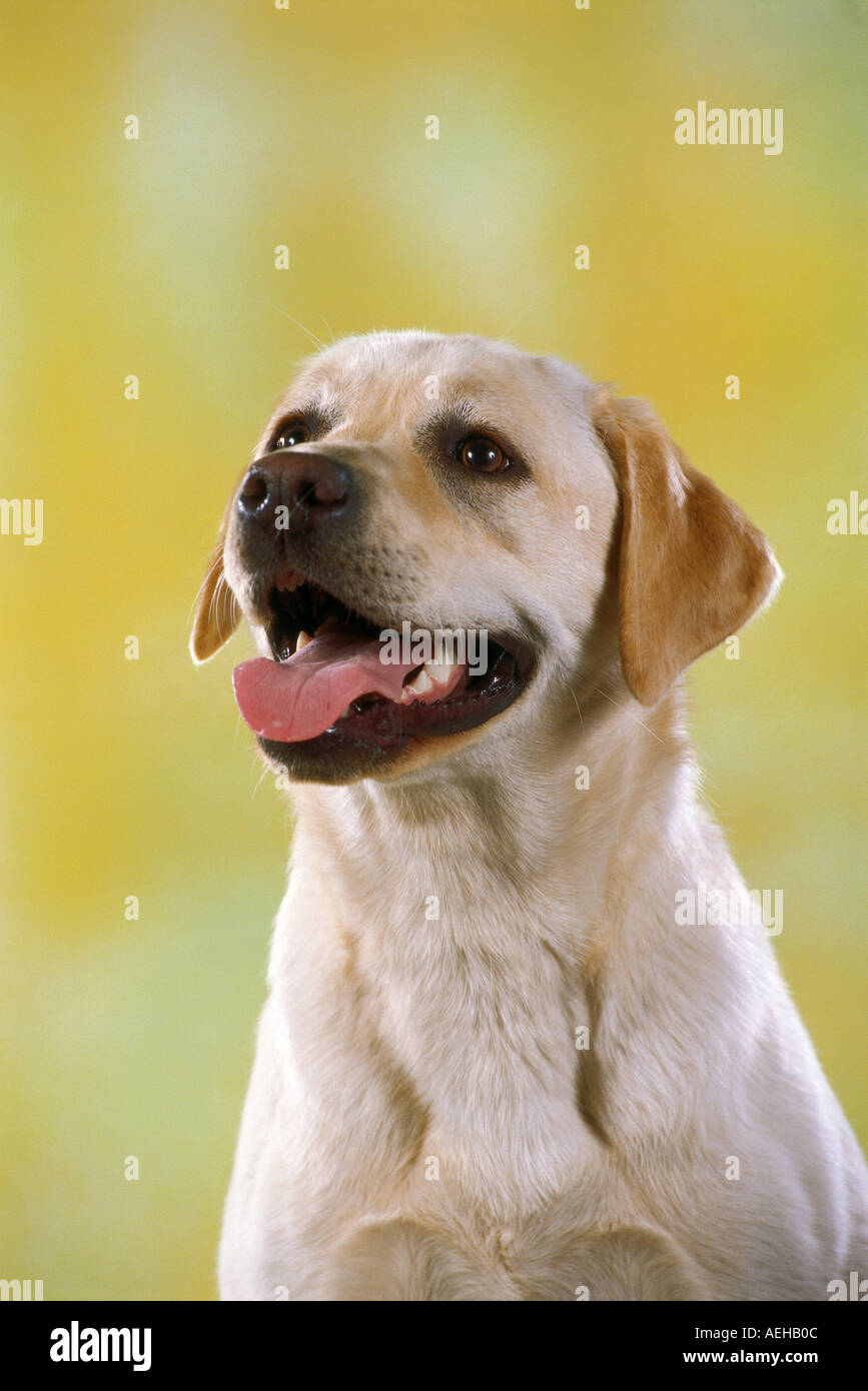 Labrador Retriever dog - portrait Stock Photo - Alamy