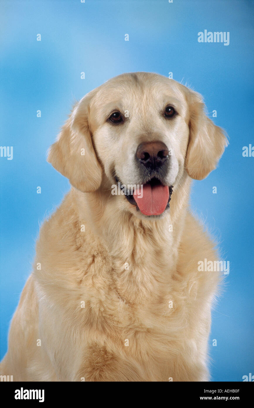 Golden Retriever dog - portrait Stock Photo - Alamy