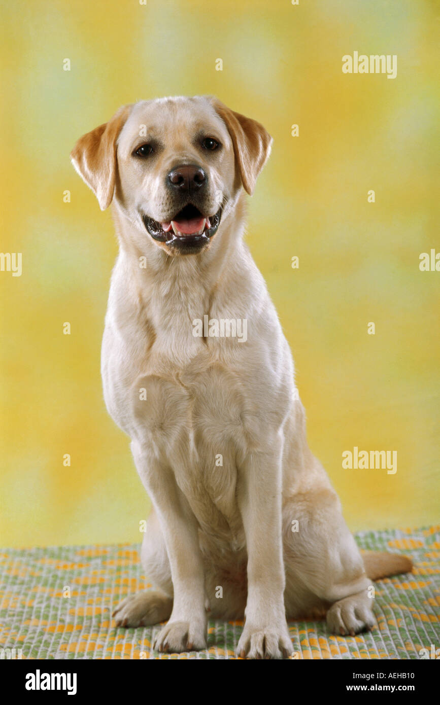 Labrador sat cutout hi-res stock photography and images - Alamy