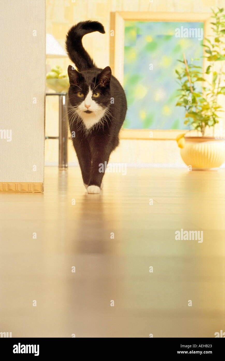 domestic cat - walking in livingroom Stock Photo - Alamy