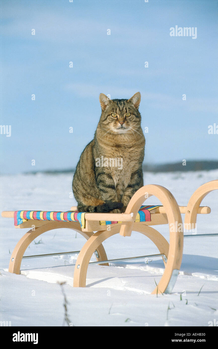 Skid snow animal hi-res stock photography and images - Alamy