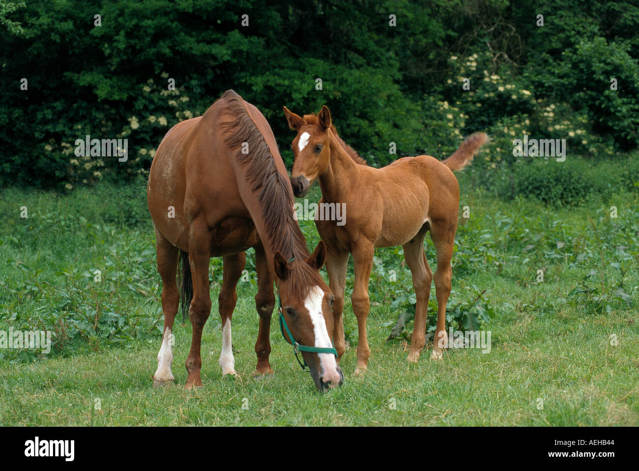 Hanoverian horse - mare with foal Stock Photo - Alamy