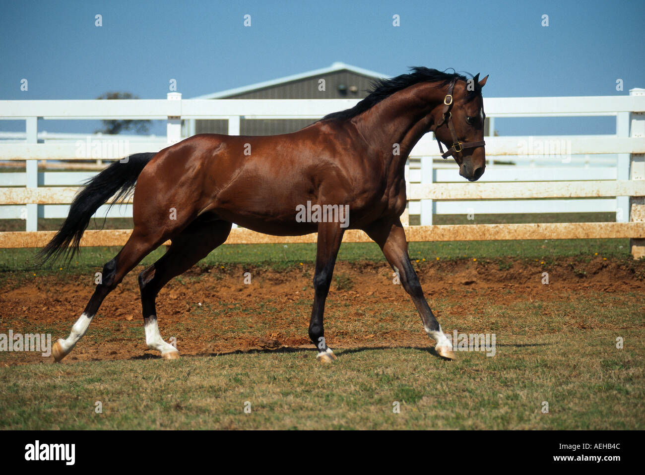 English thoroughbred horse Stock Photo - Alamy